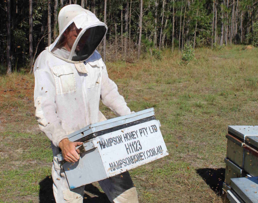Bee Swarm Removal Brisbane, Gold Coast and Logan